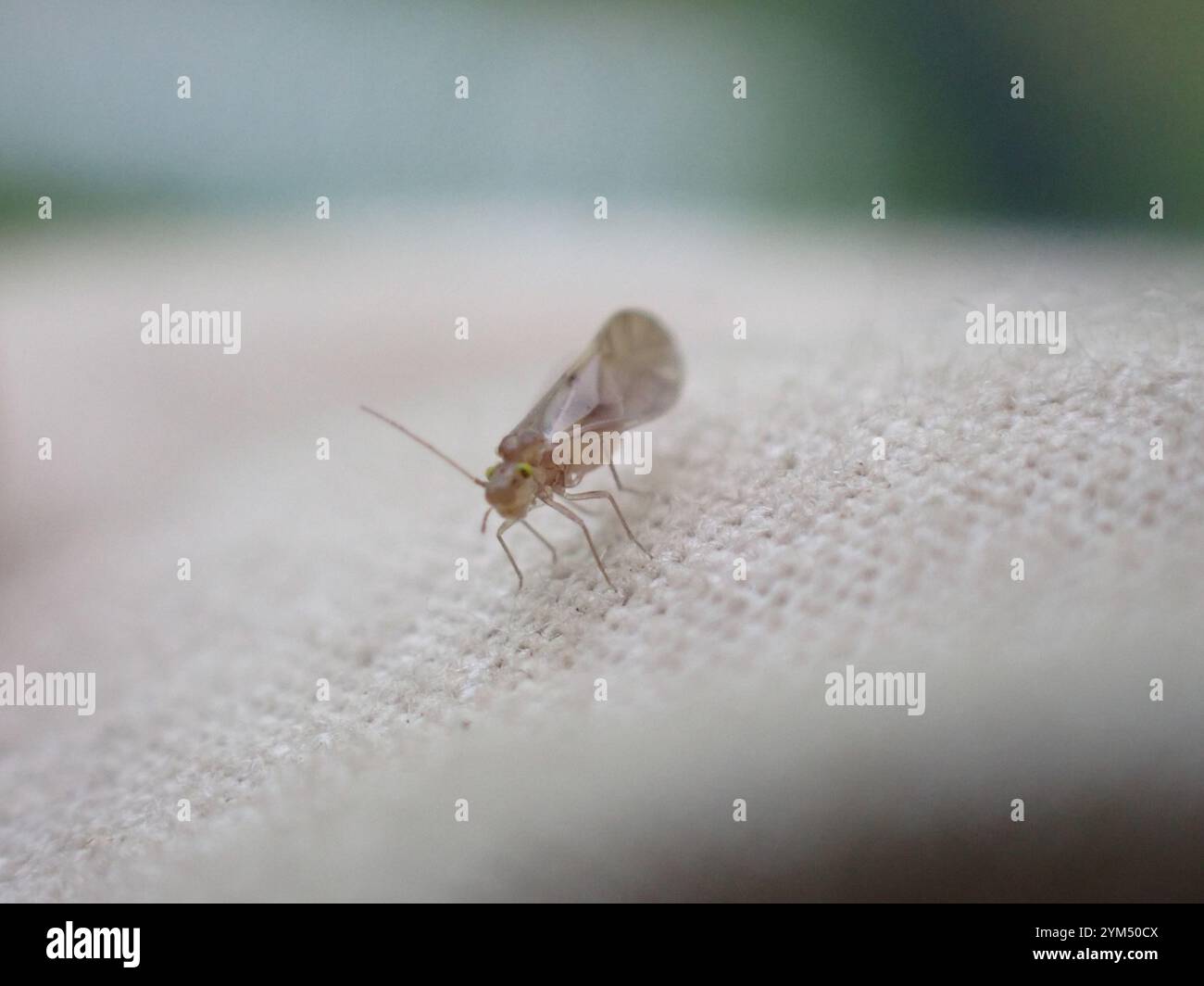 Barklice, Booklice, and Parasitic Lice (Psocodea Stock Photo - Alamy
