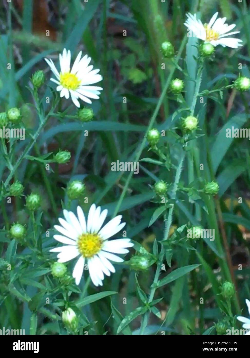 hairy white oldfield aster (Symphyotrichum pilosum Stock Photo - Alamy