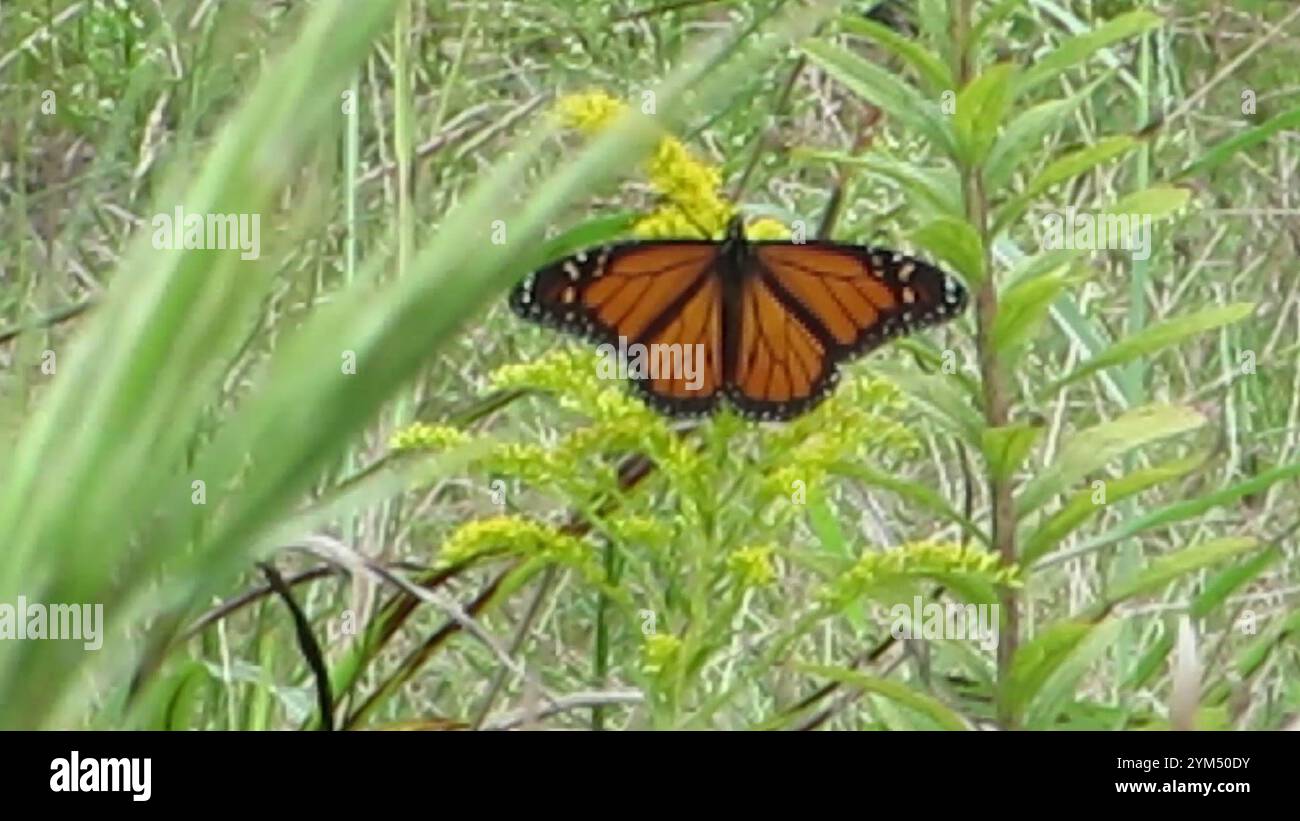 Monarch (Danaus plexippus Stock Photo - Alamy