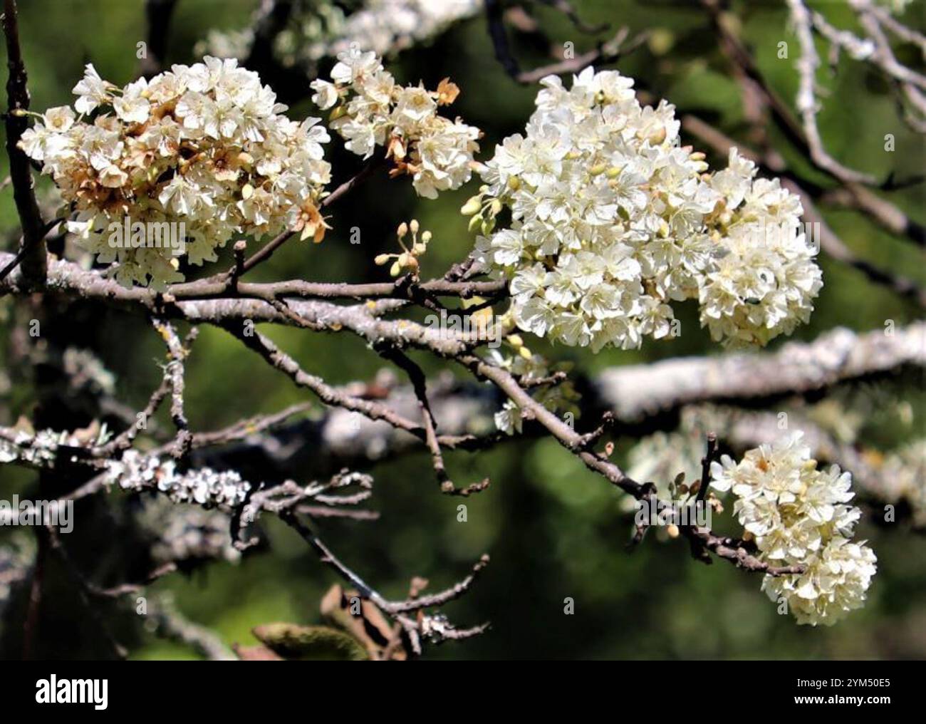 South African Wild Pear (Dombeya rotundifolia Stock Photo - Alamy