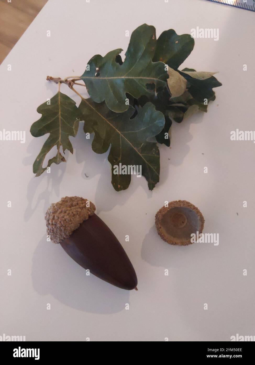 valley oak (Quercus lobata Stock Photo - Alamy