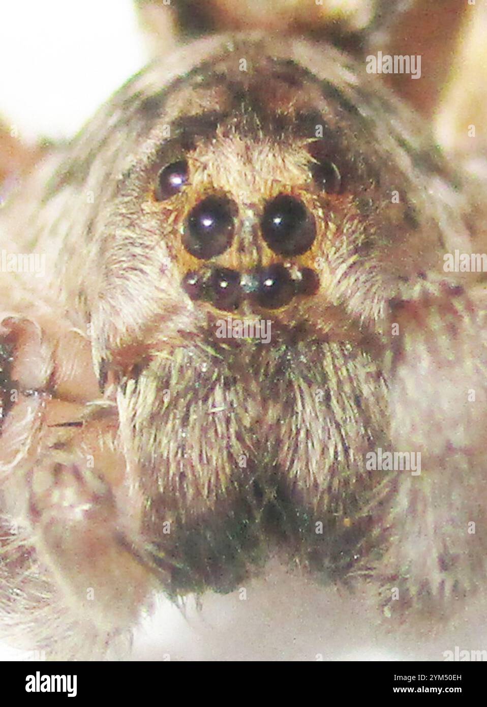 Ocyale Burrowing Wolf spider (Hippasosa guttata Stock Photo - Alamy