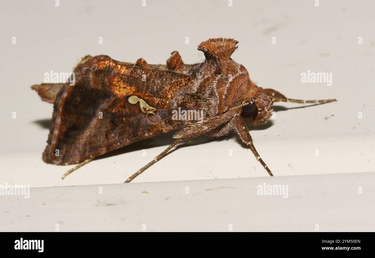 Common Looper Moth (Autographa precationis Stock Photo - Alamy