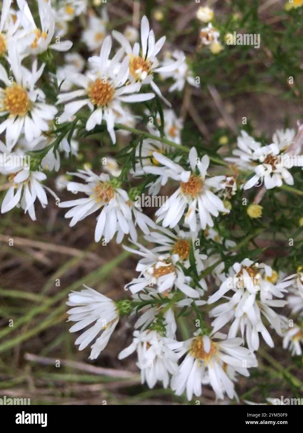 hairy white oldfield aster (Symphyotrichum pilosum Stock Photo - Alamy