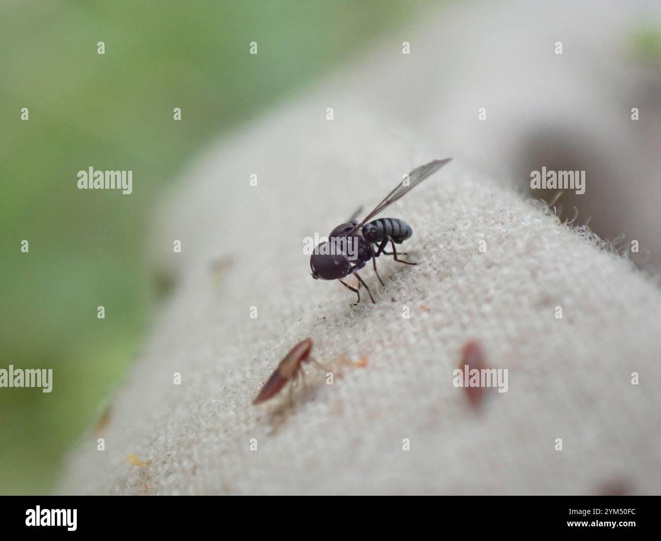 Pipunculidae hi-res stock photography and images - Alamy