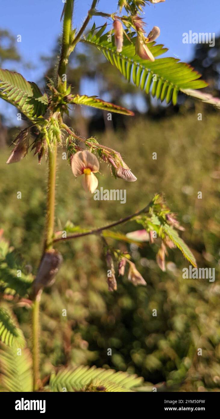 shyleaf (Aeschynomene americana Stock Photo - Alamy