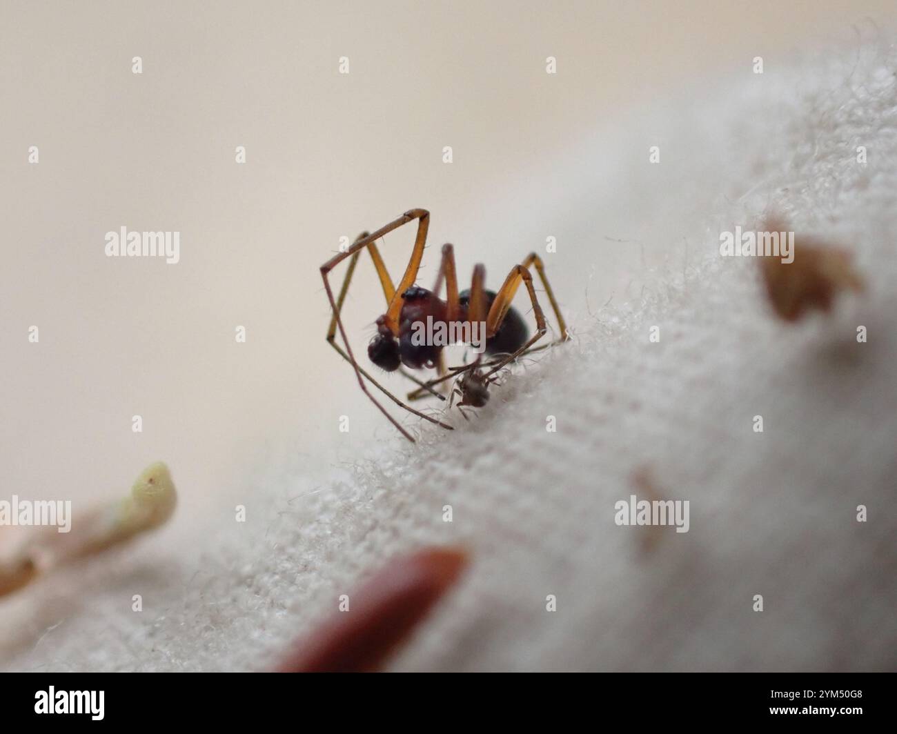 Typical Spiders (Araneomorphae Stock Photo - Alamy