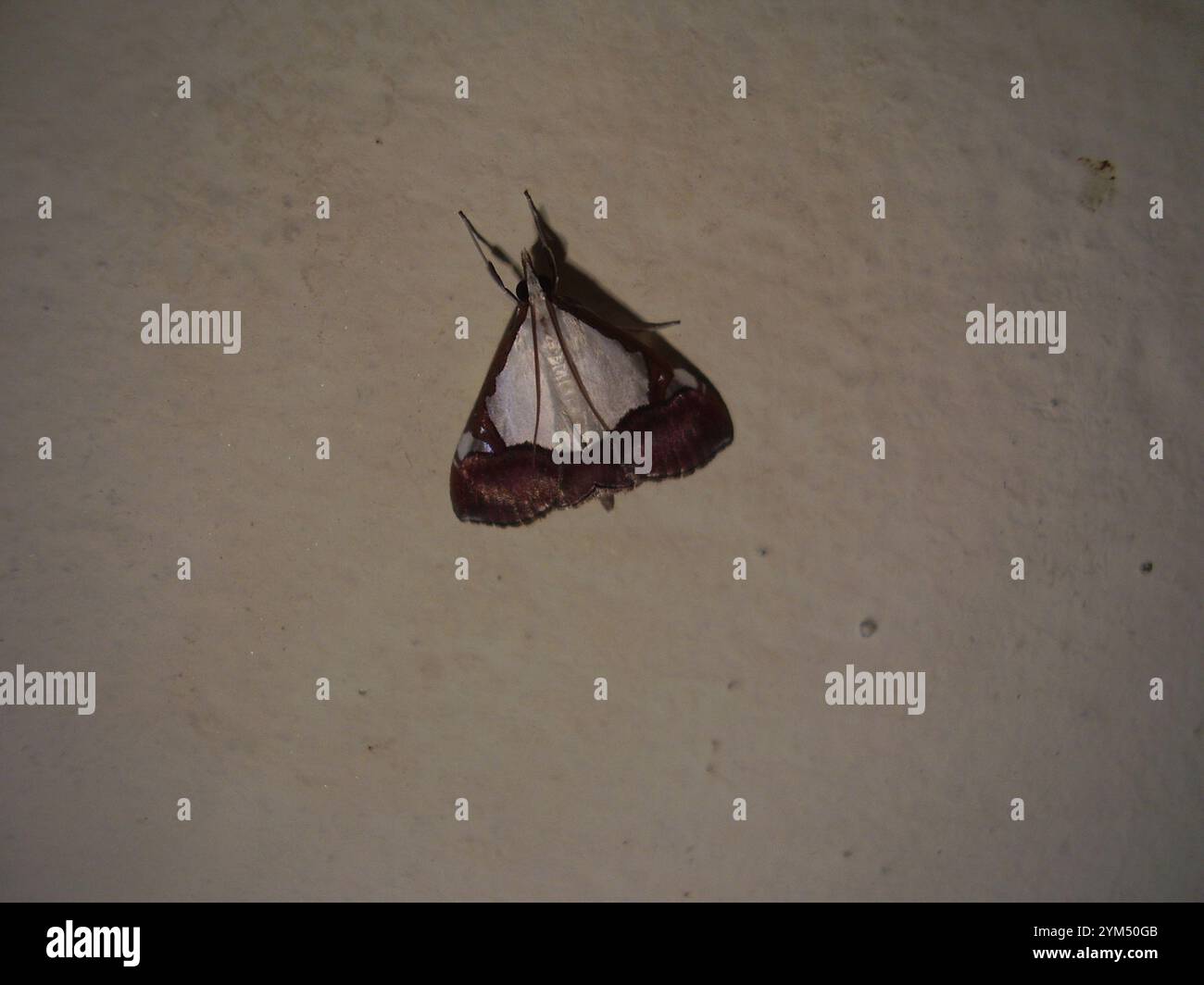 Crambid Snout Moths (Crambidae Stock Photo - Alamy