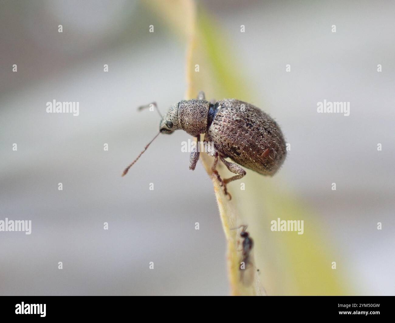 Strawberry Root Weevil (Sciaphilus asperatus Stock Photo - Alamy