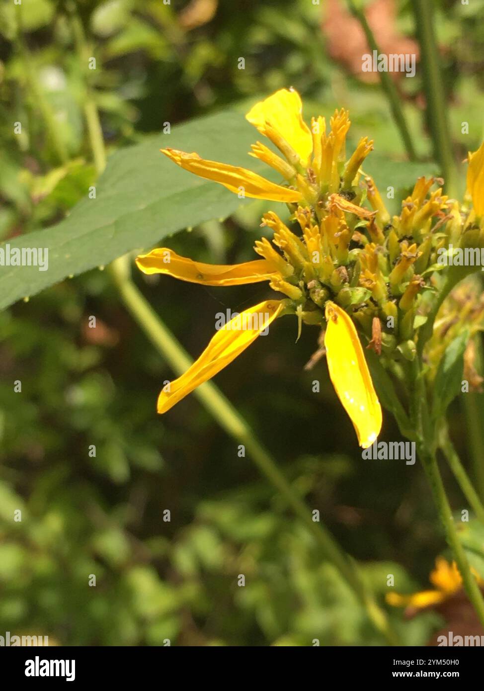 Yellow Crownbeard (Verbesina occidentalis Stock Photo - Alamy