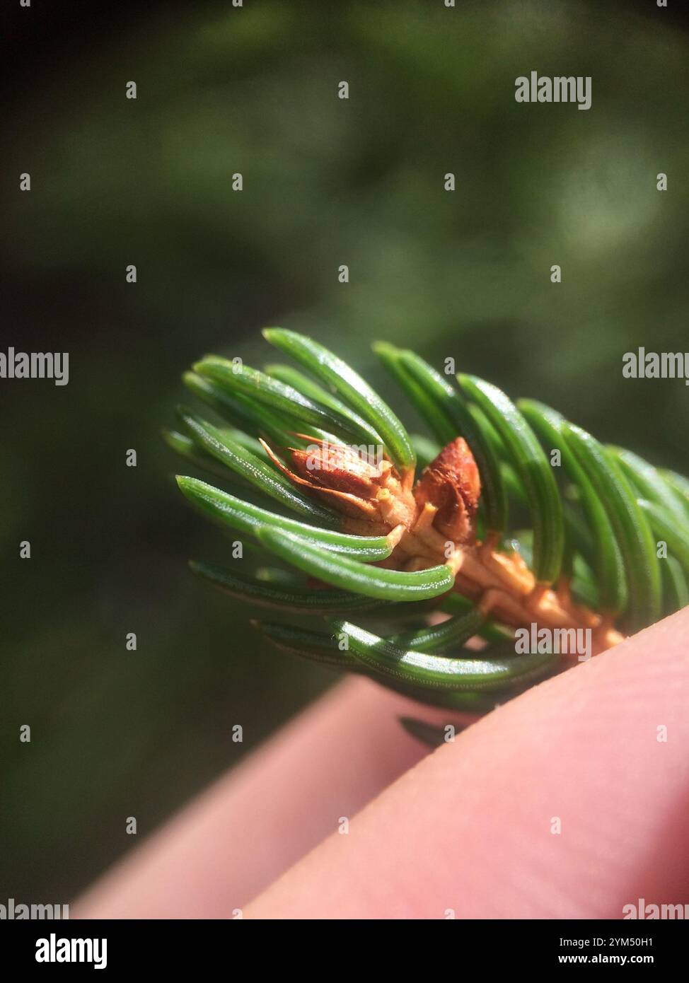 red spruce (Picea rubens Stock Photo - Alamy