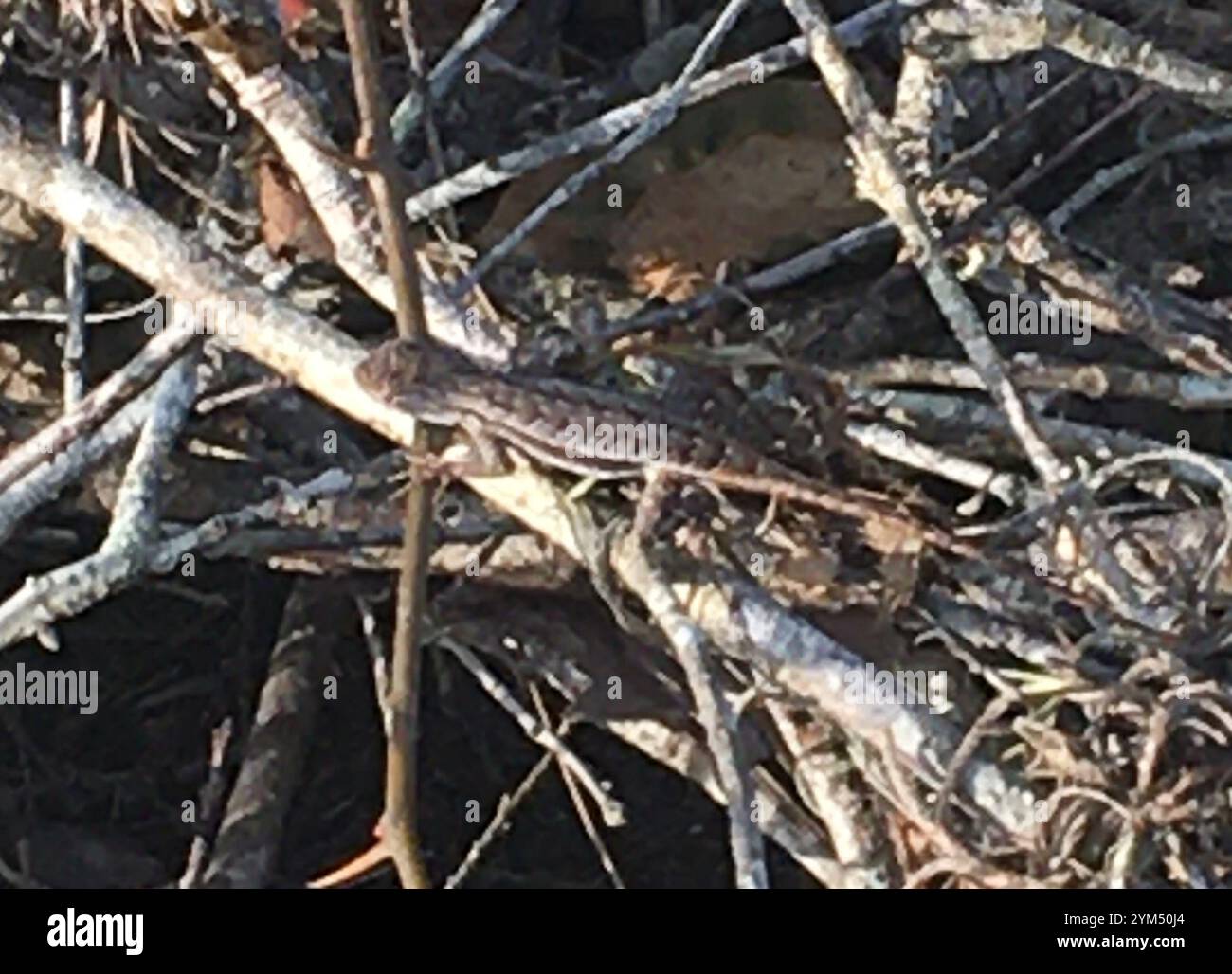 Florida Scrub Lizard (Sceloporus woodi Stock Photo - Alamy