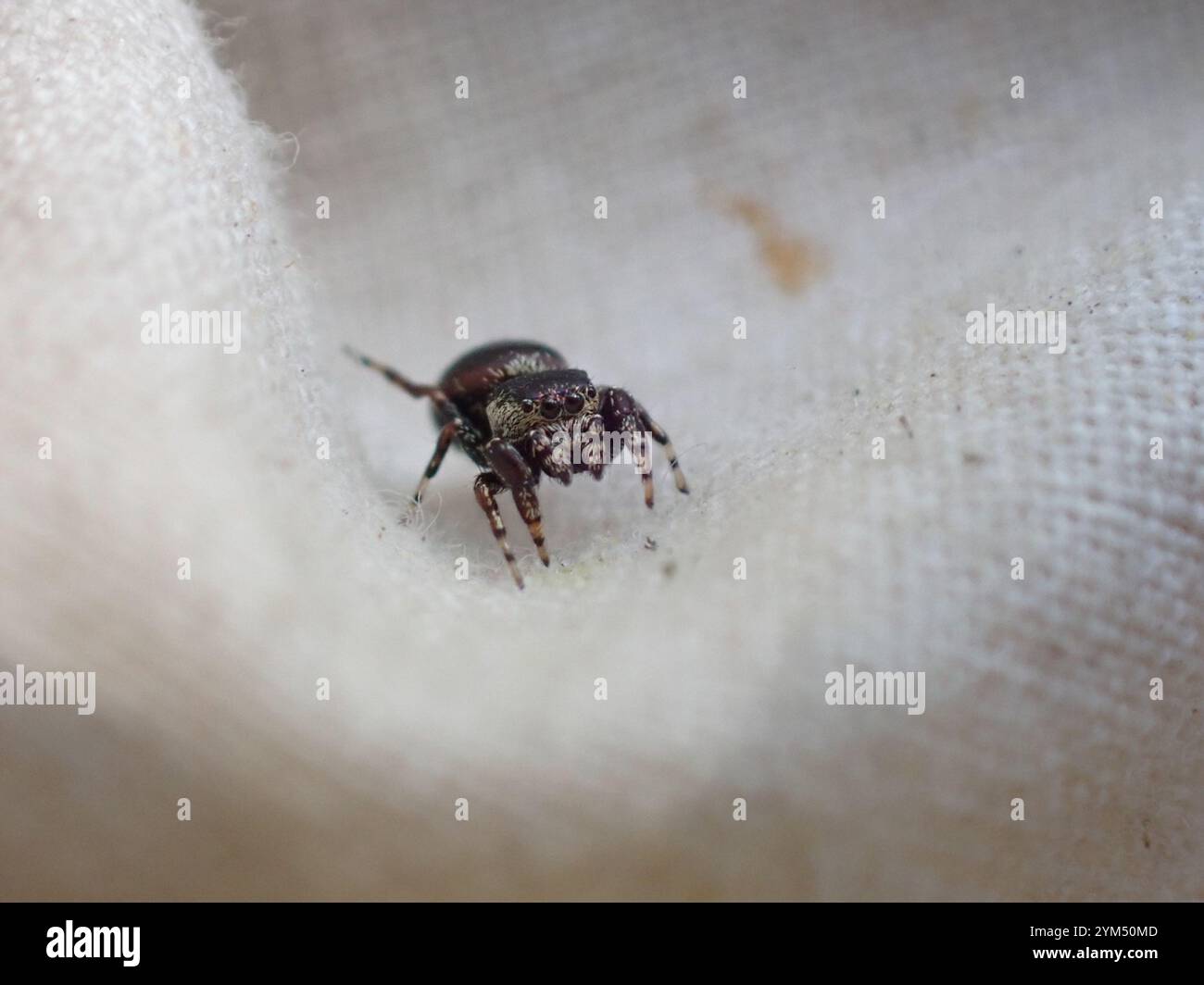 Leaf-beetle Jumping Spiders (Sassacus Stock Photo - Alamy