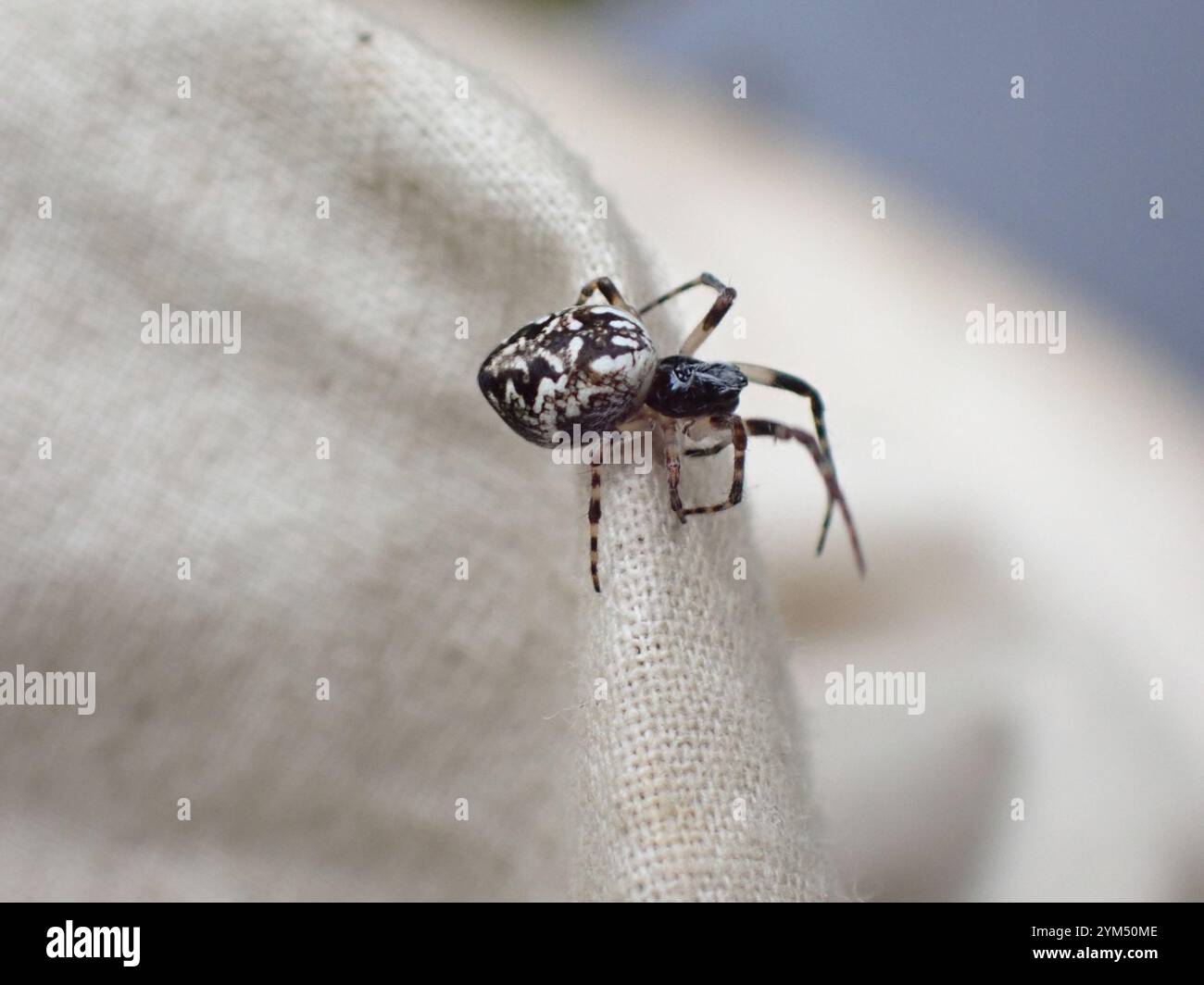 Conical Trashline Orbweaver (Cyclosa conica Stock Photo - Alamy