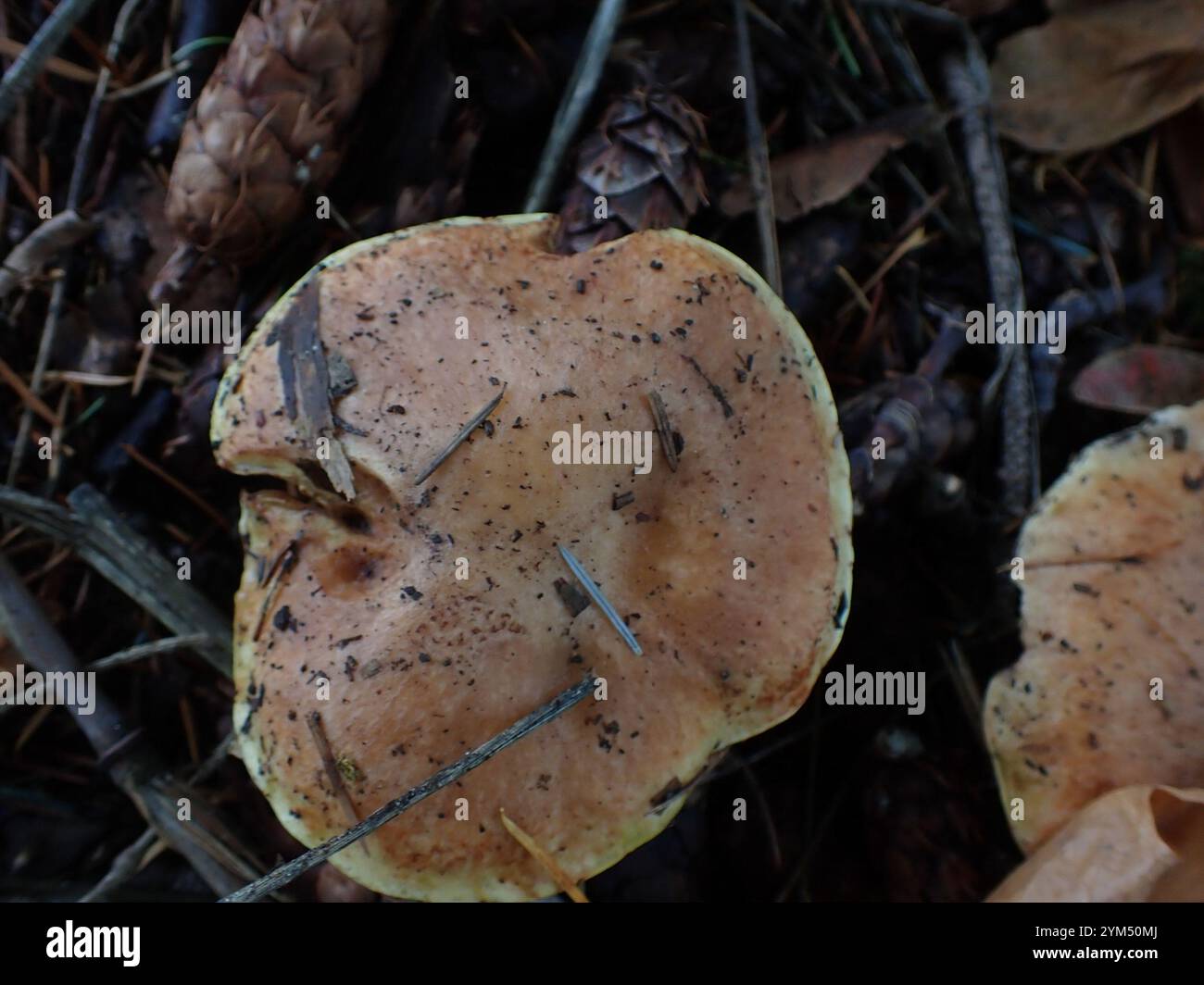 Fat Jack (Suillus caerulescens Stock Photo - Alamy