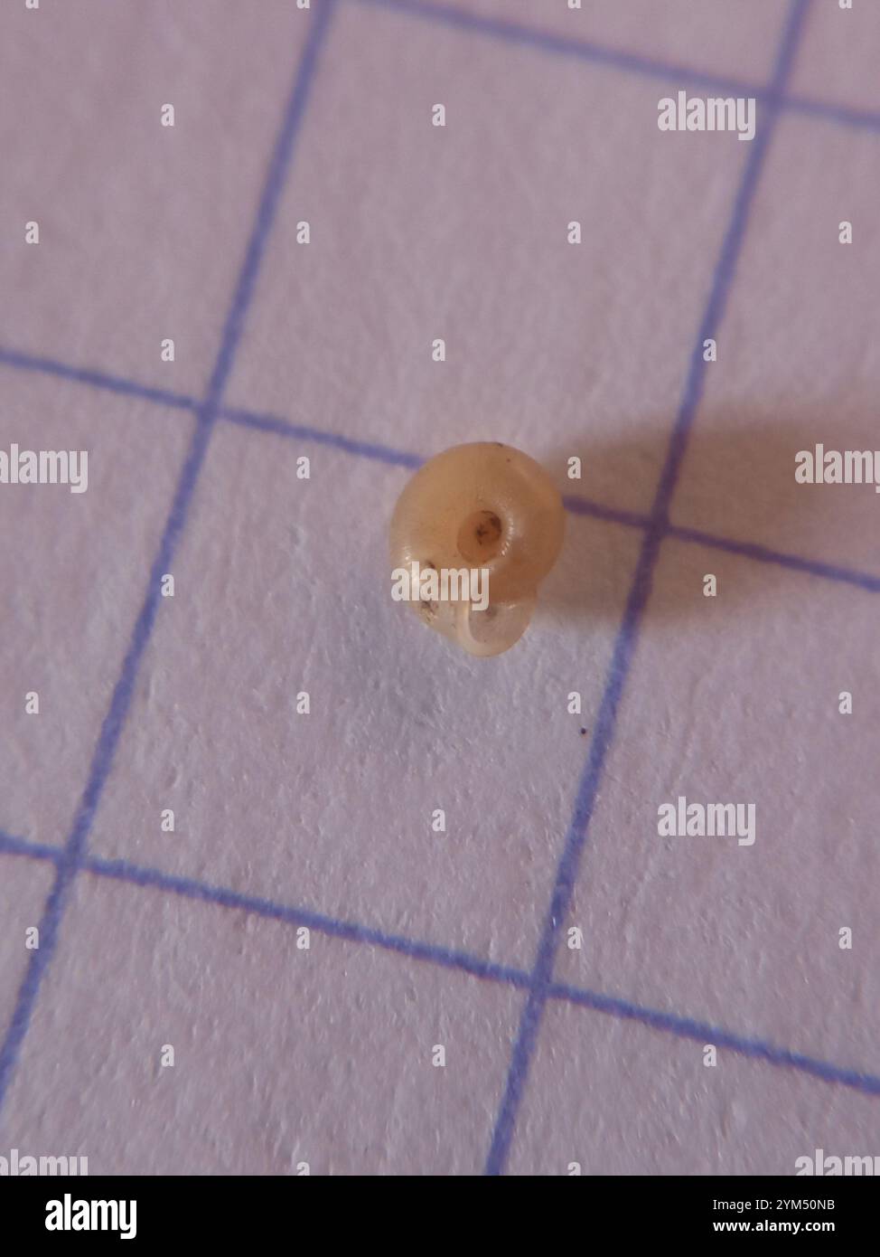 Lovely Vallonia (Vallonia pulchella Stock Photo - Alamy