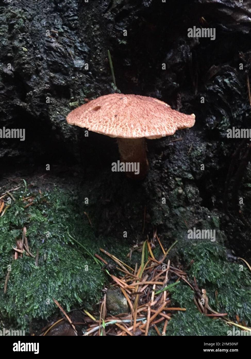 Western Painted Suillus (Suillus lakei Stock Photo - Alamy