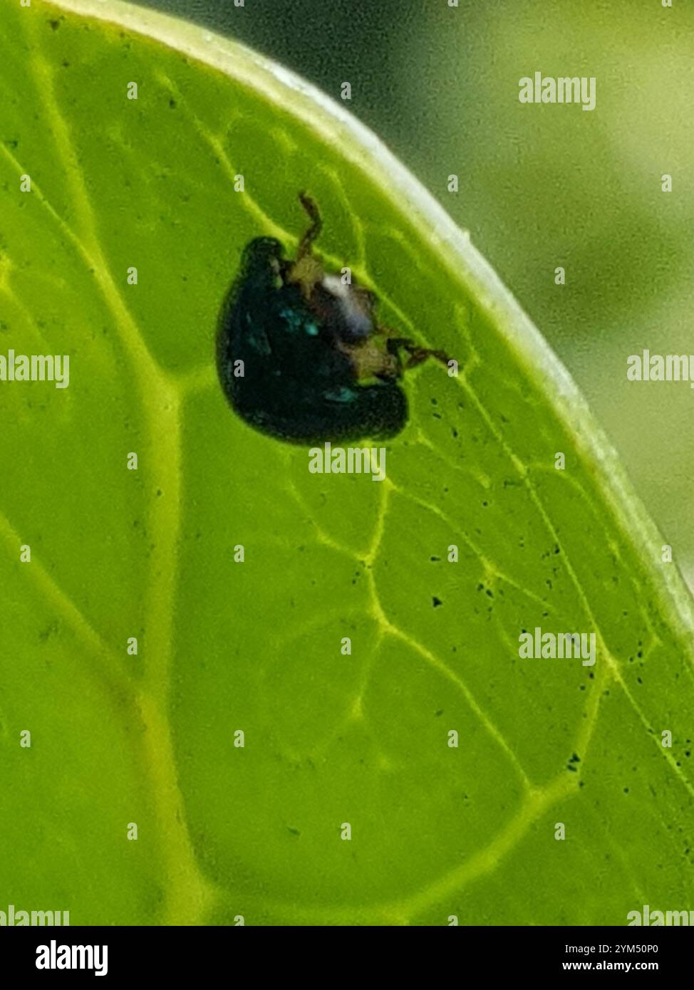 Steelblue Lady Beetle (Halmus chalybeus Stock Photo - Alamy