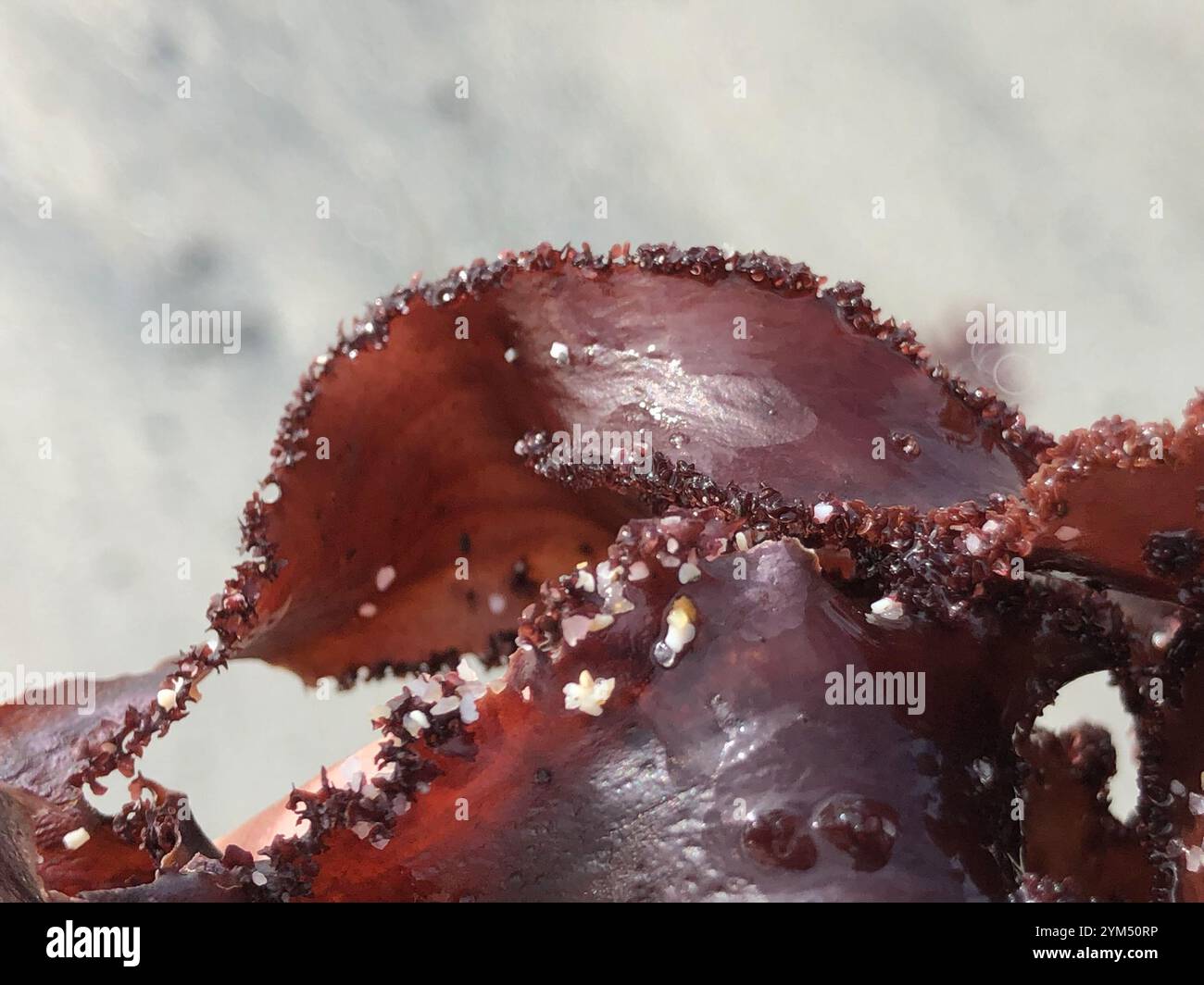 Grape Tongue (Cryptopleura ruprechtiana Stock Photo - Alamy