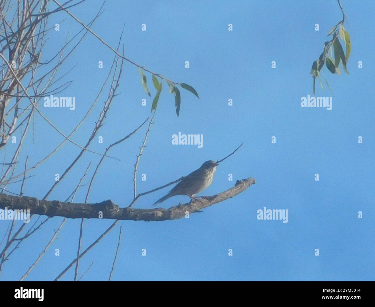 New World Sparrows (Passerellidae Stock Photo - Alamy