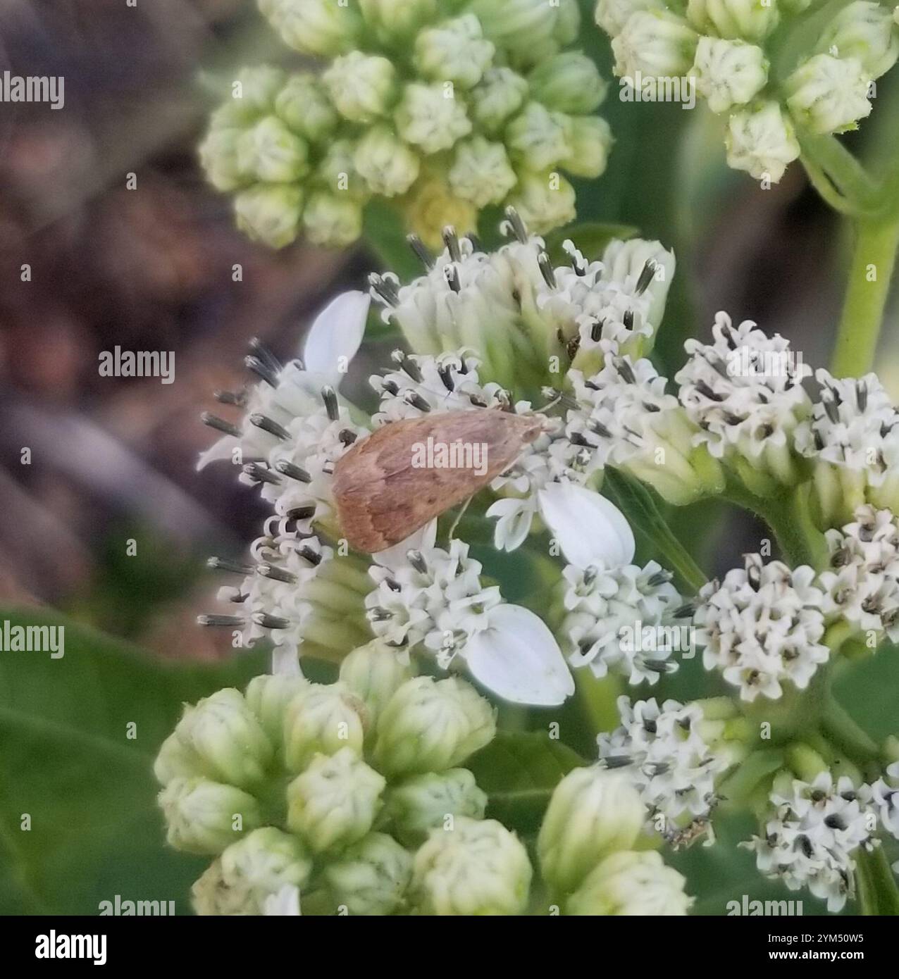 Garden Webworm Moth (Achyra rantalis Stock Photo - Alamy