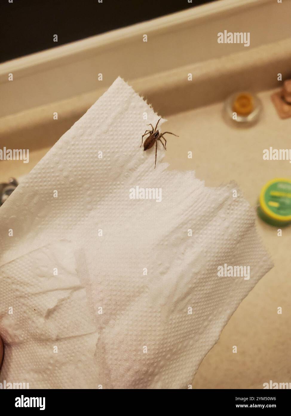 Grass Spiders (Agelenopsis Stock Photo - Alamy