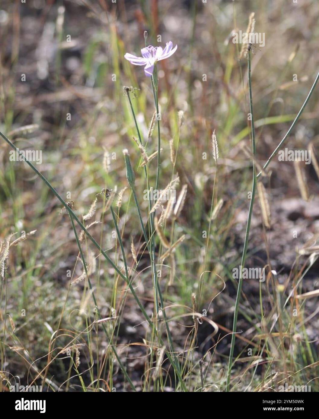 Texas Skeleton Plant (Lygodesmia texana Stock Photo - Alamy