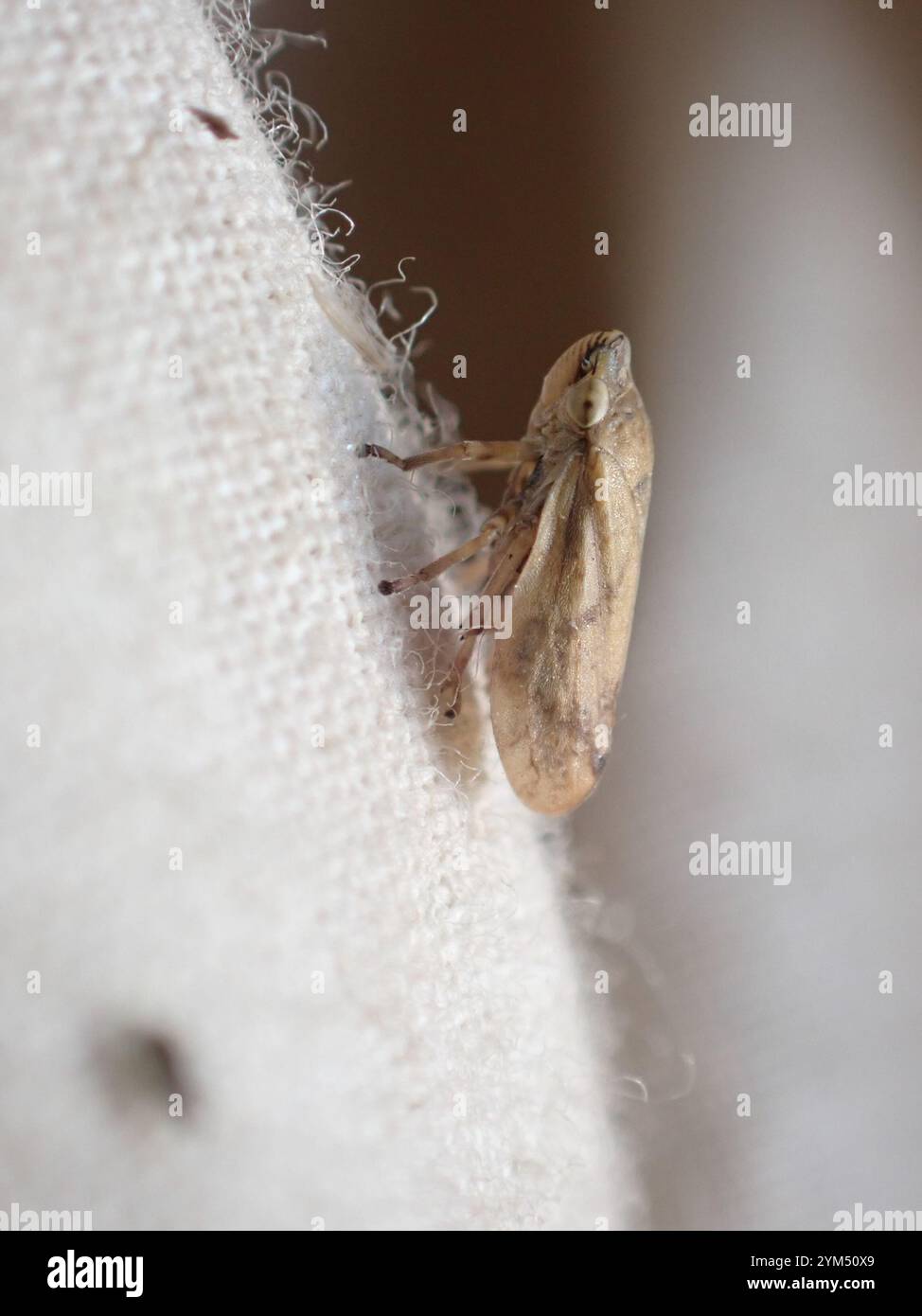 Meadow Spittlebug (Philaenus spumarius Stock Photo - Alamy
