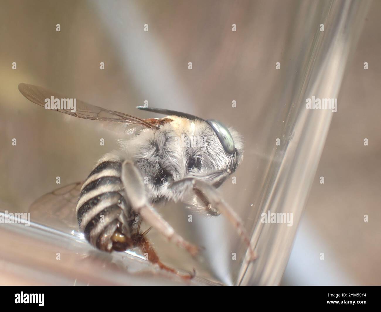 Urbane Digger Bee (Anthophora urbana Stock Photo - Alamy