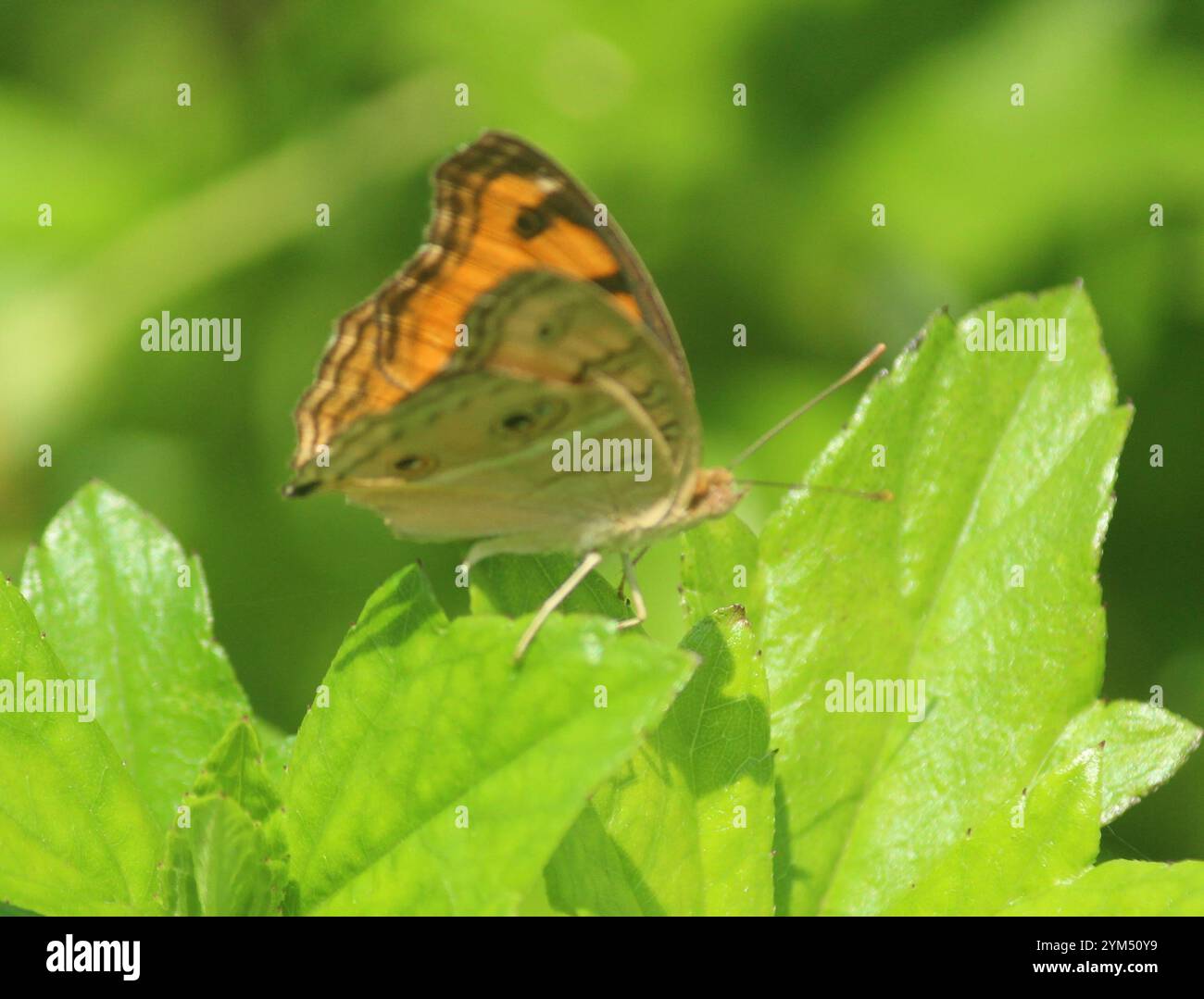 Peacock Pansy (Junonia almana Stock Photo - Alamy