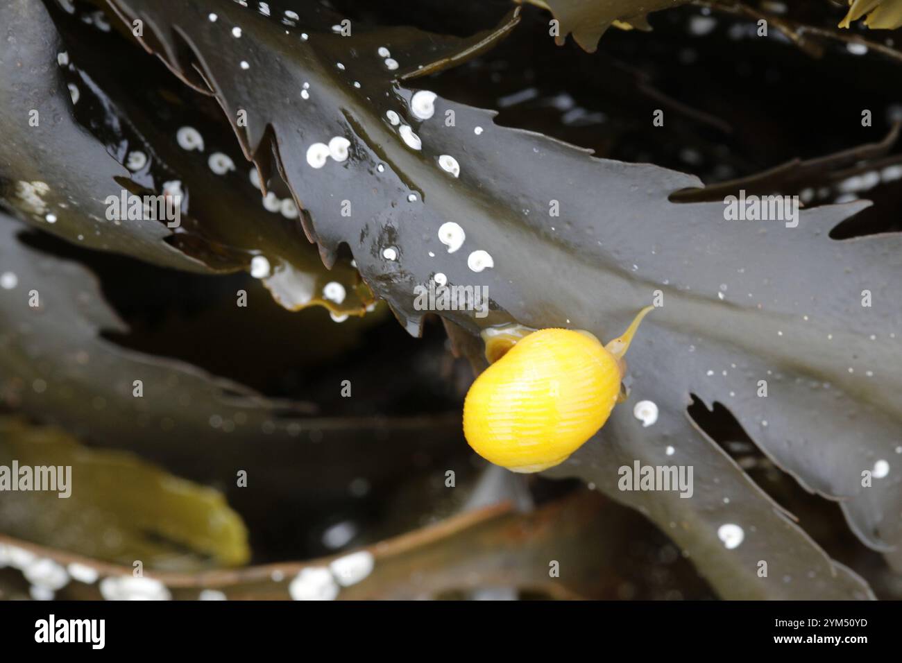 Flat Periwinkle (Littorina obtusata Stock Photo - Alamy