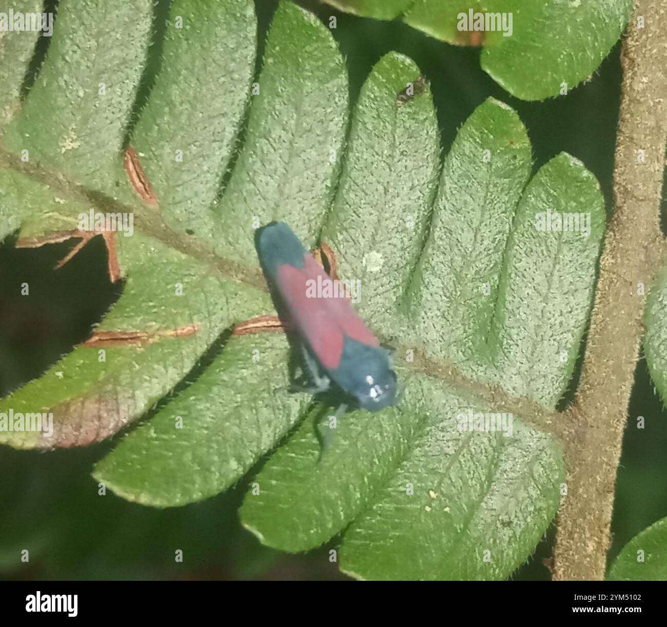 Typical Leafhoppers (Cicadellidae Stock Photo - Alamy