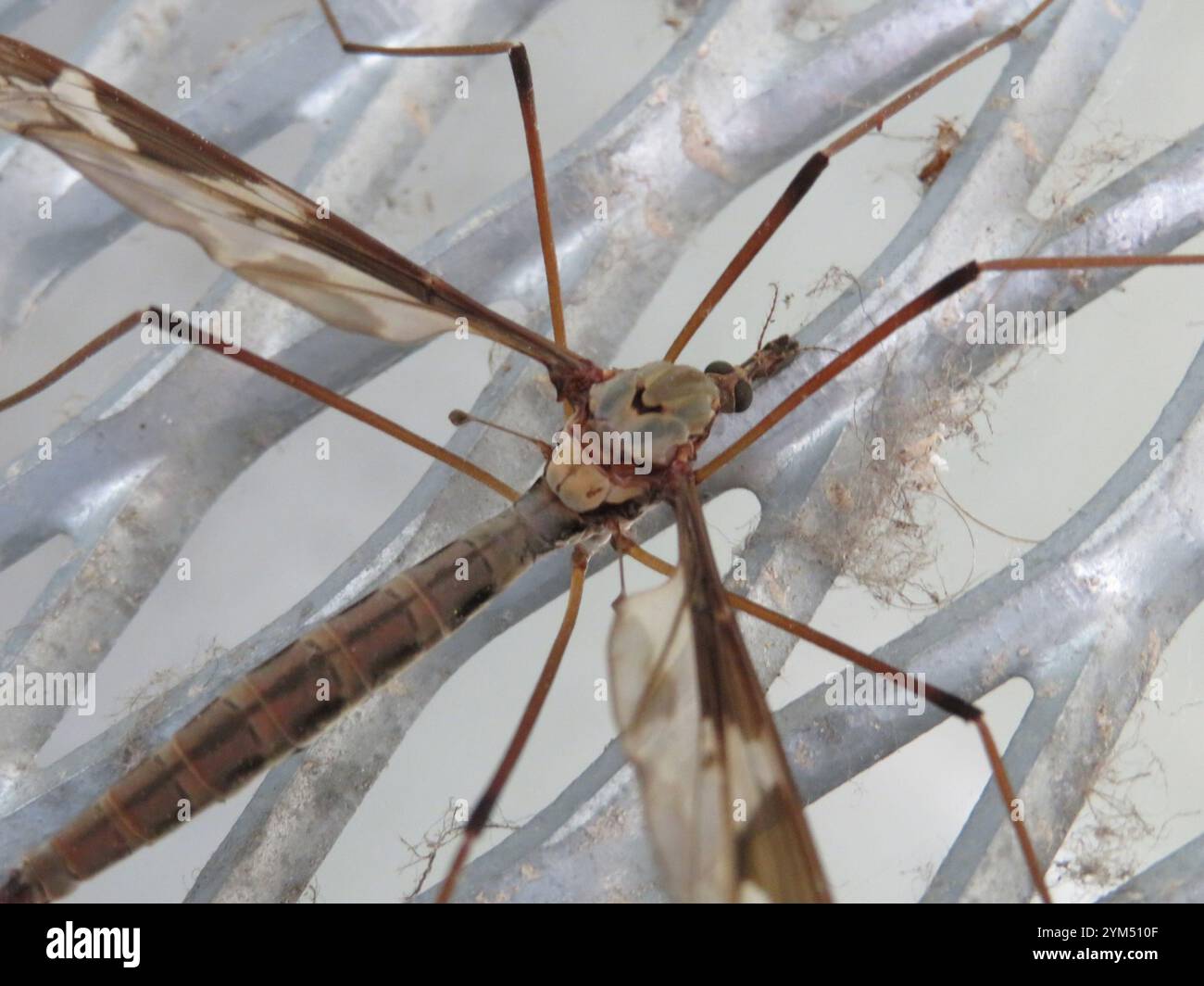Giant cranefly (Tipula maxima Stock Photo - Alamy