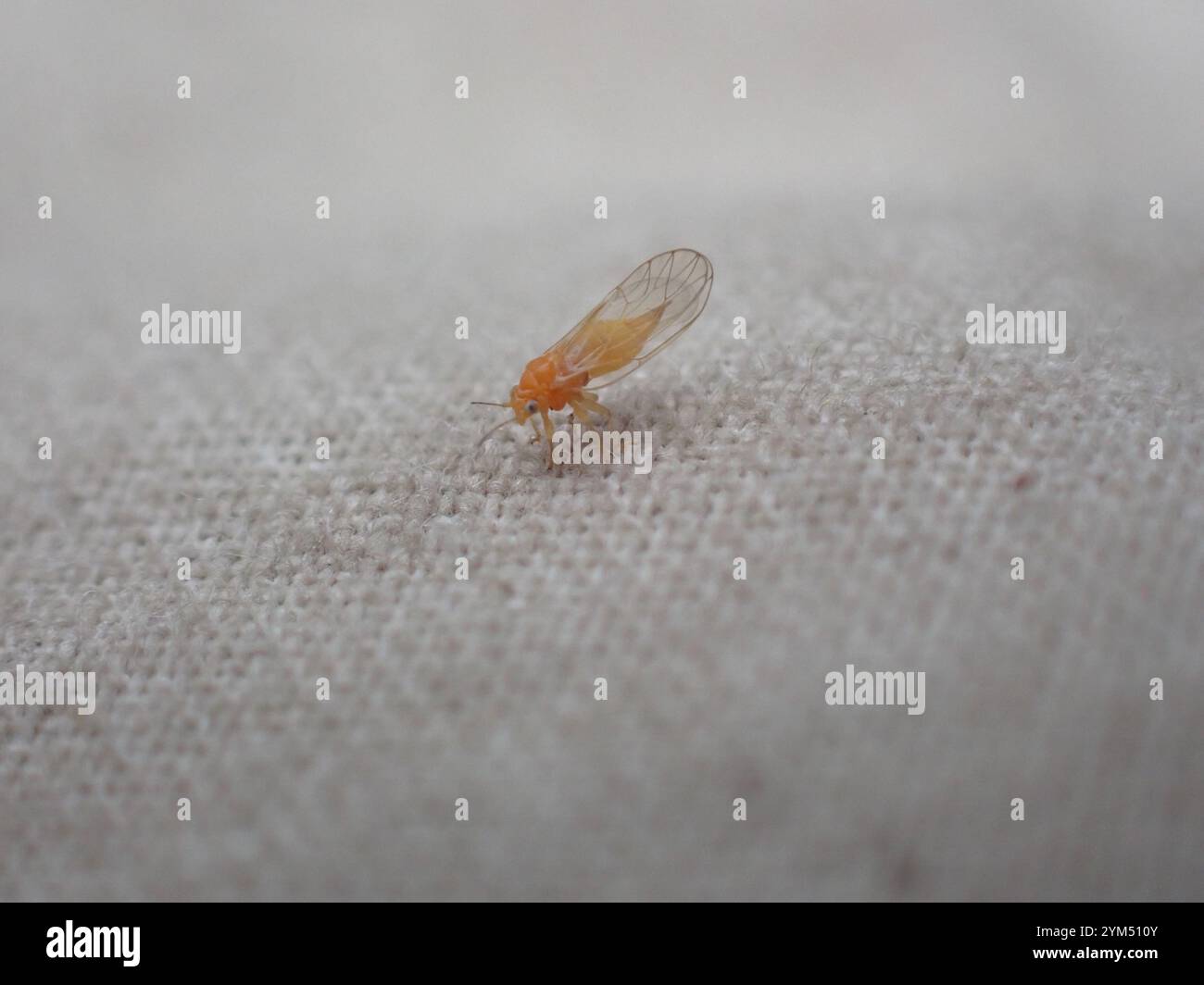 Psylloidea hi-res stock photography and images - Alamy