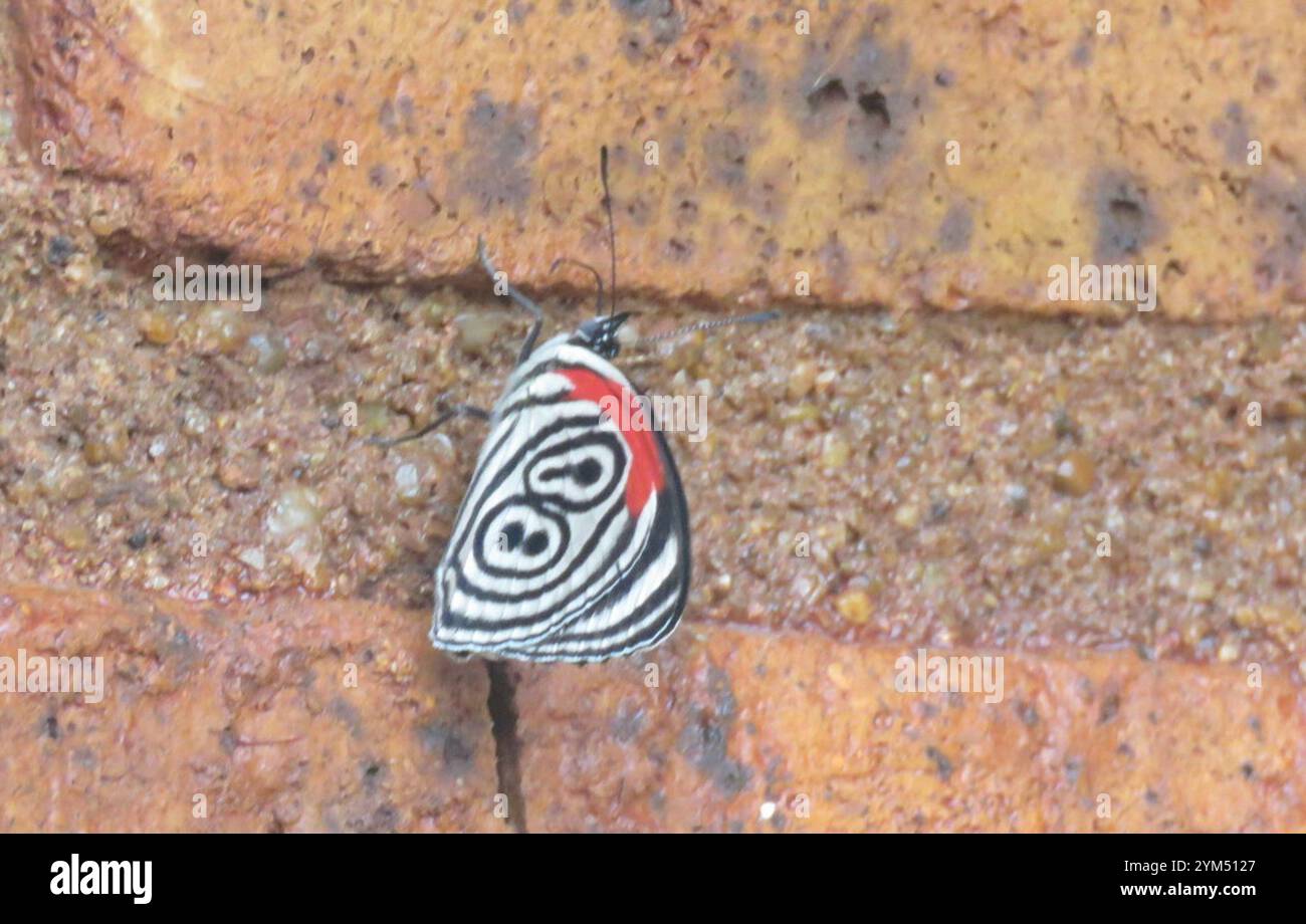 Widespread Eighty-eight (Diaethria clymena Stock Photo - Alamy