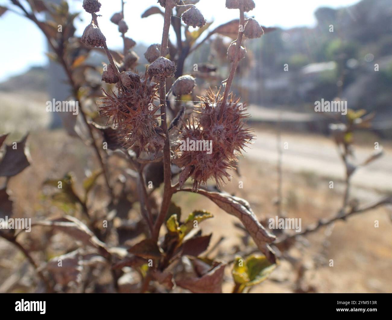 San Diego Bursage (Ambrosia chenopodiifolia Stock Photo - Alamy