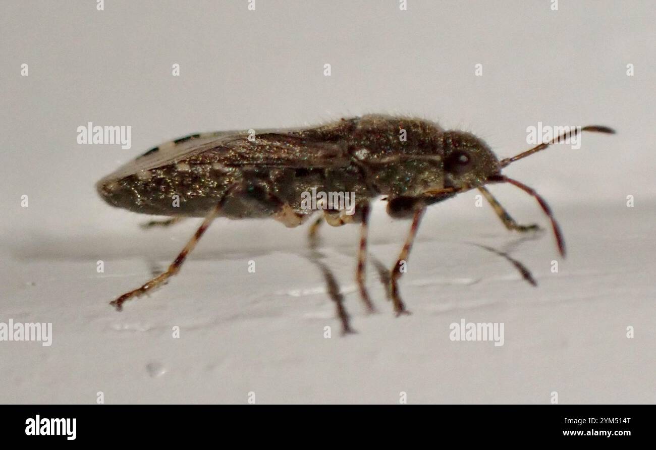 Nettle ground bug (Heterogaster urticae Stock Photo - Alamy