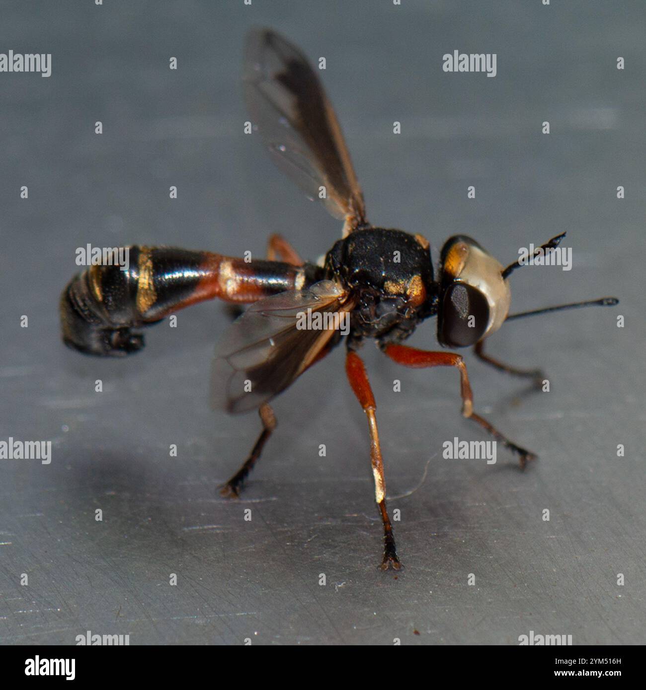 Physocephala vittata hi-res stock photography and images - Alamy