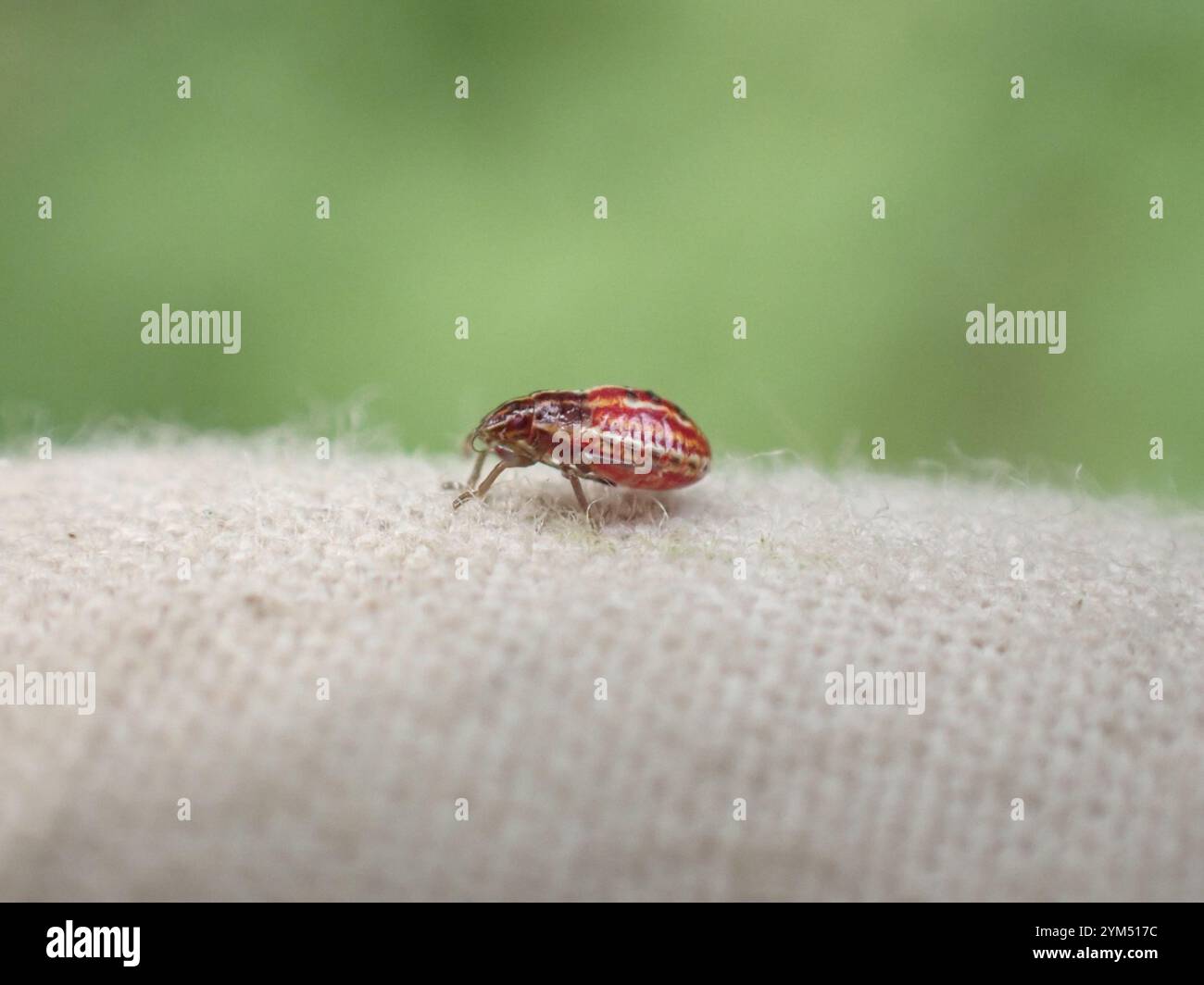 True Bugs (Heteroptera Stock Photo - Alamy