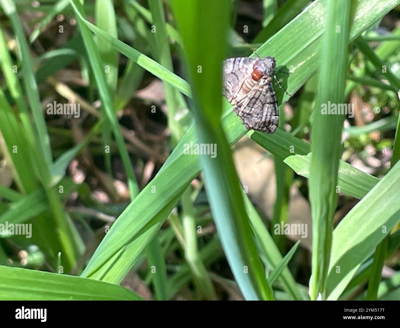 Geometer Moths (Geometridae Stock Photo - Alamy