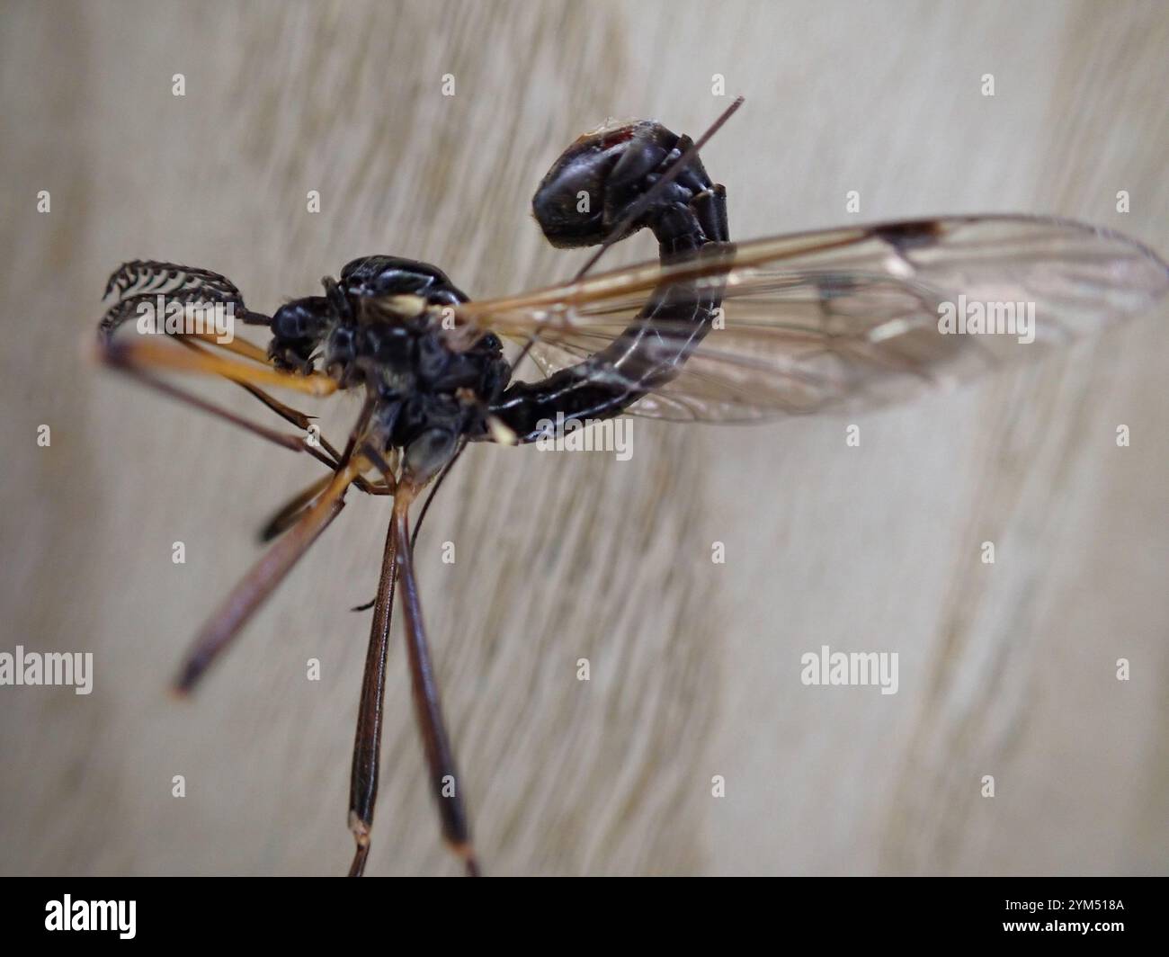 Giant Sabre Comb Horn Cranefly (Tanyptera atrata Stock Photo - Alamy