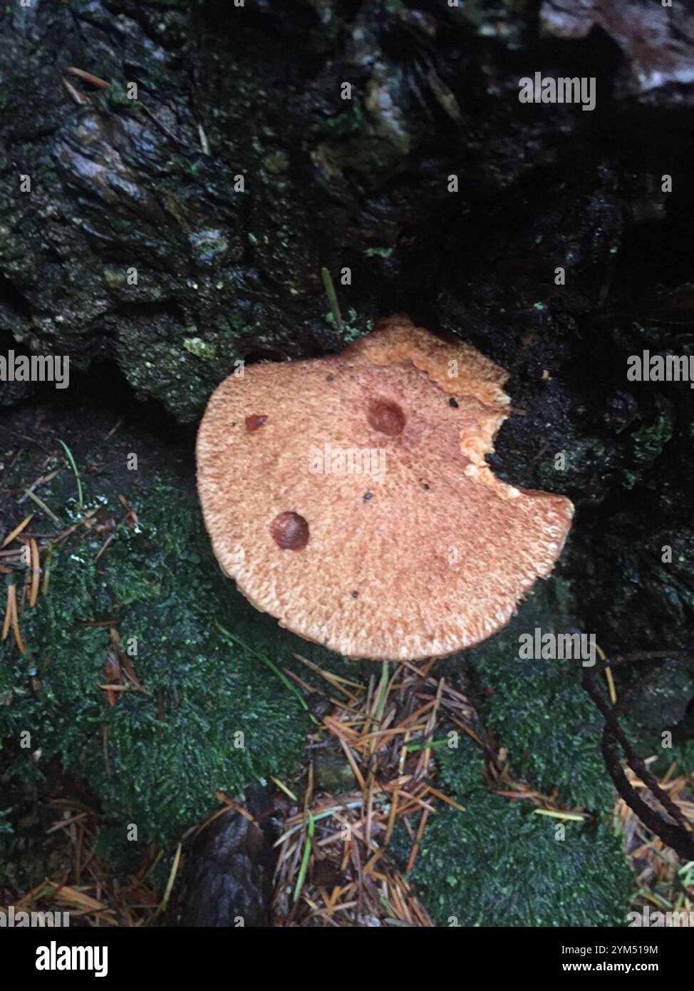 Western Painted Suillus (Suillus lakei Stock Photo - Alamy