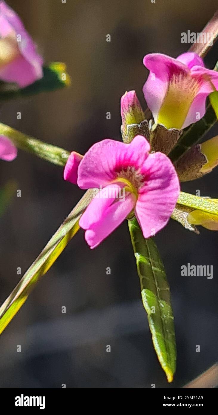 Mirbelia rubiifolia hi-res stock photography and images - Alamy