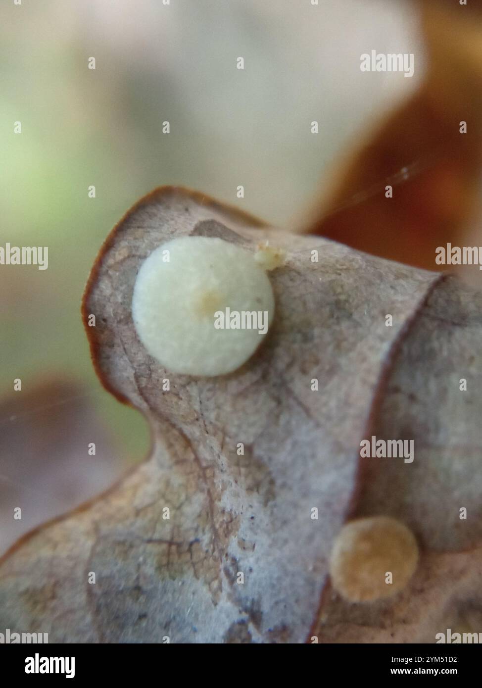 Common Spangle Gall Wasp (Neuroterus quercusbaccarum Stock Photo - Alamy