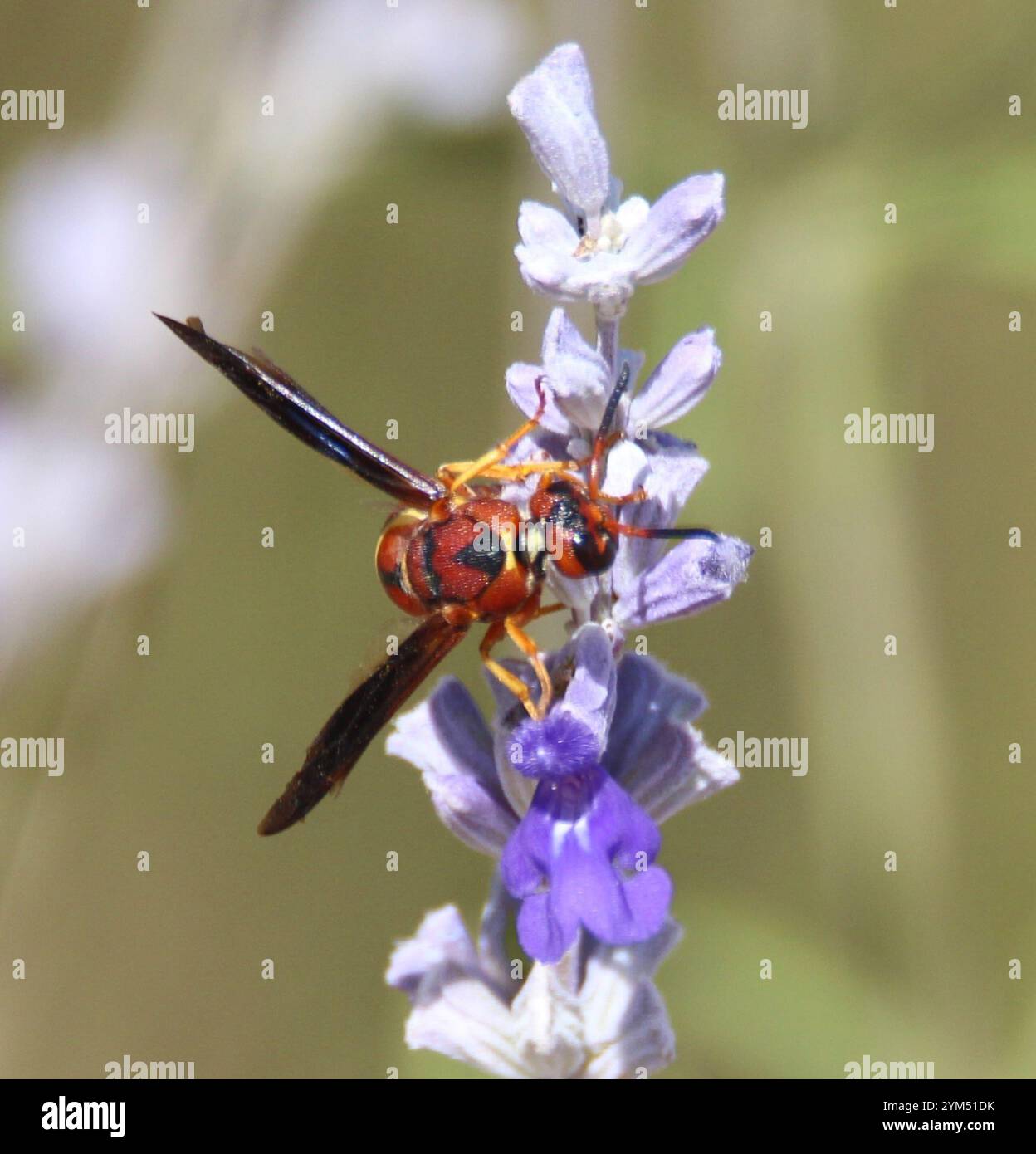 Water-walking wasp (Euodynerus crypticus Stock Photo - Alamy