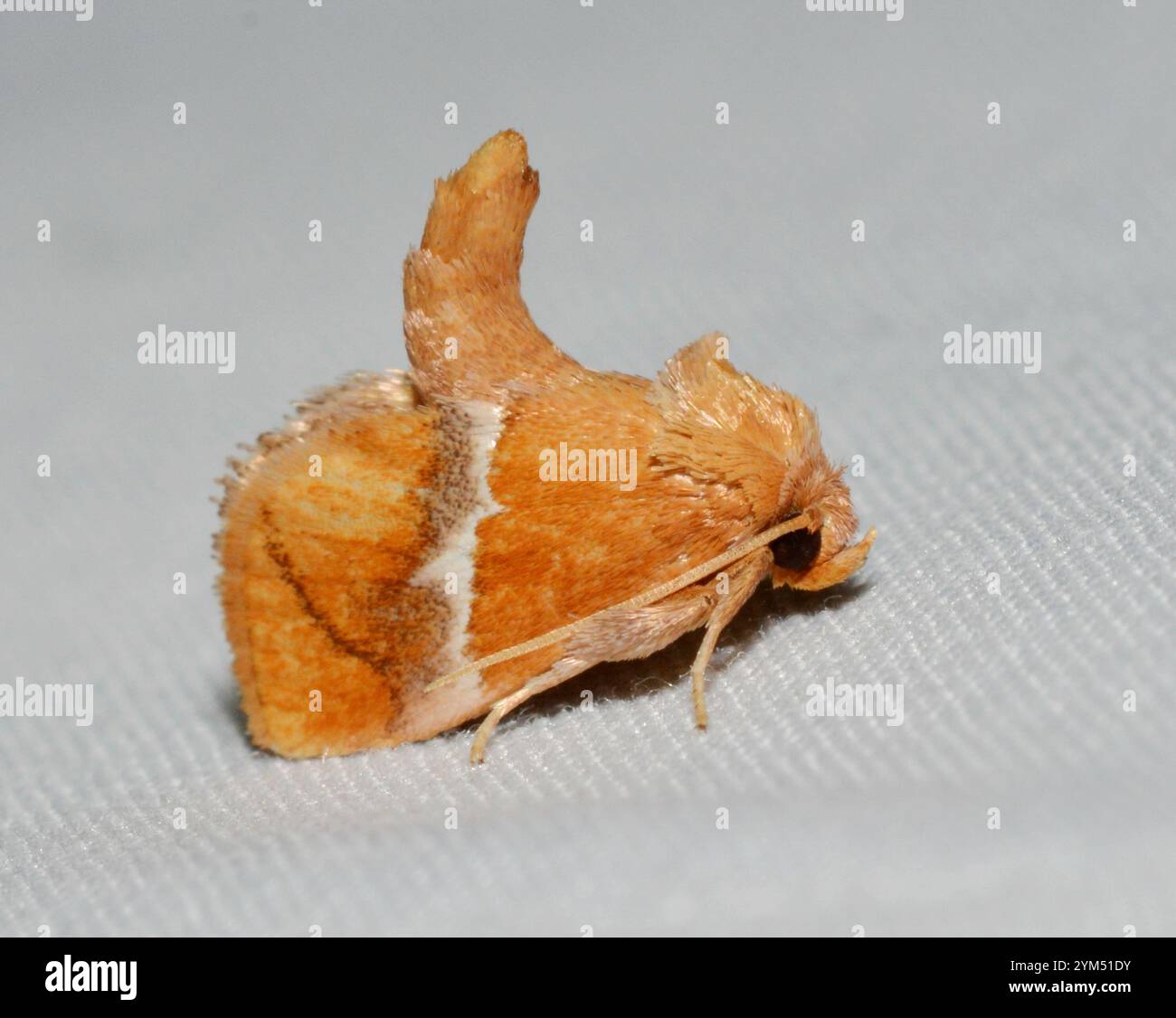 Yellow-shouldered Slug Moth (Lithacodes fasciola Stock Photo - Alamy