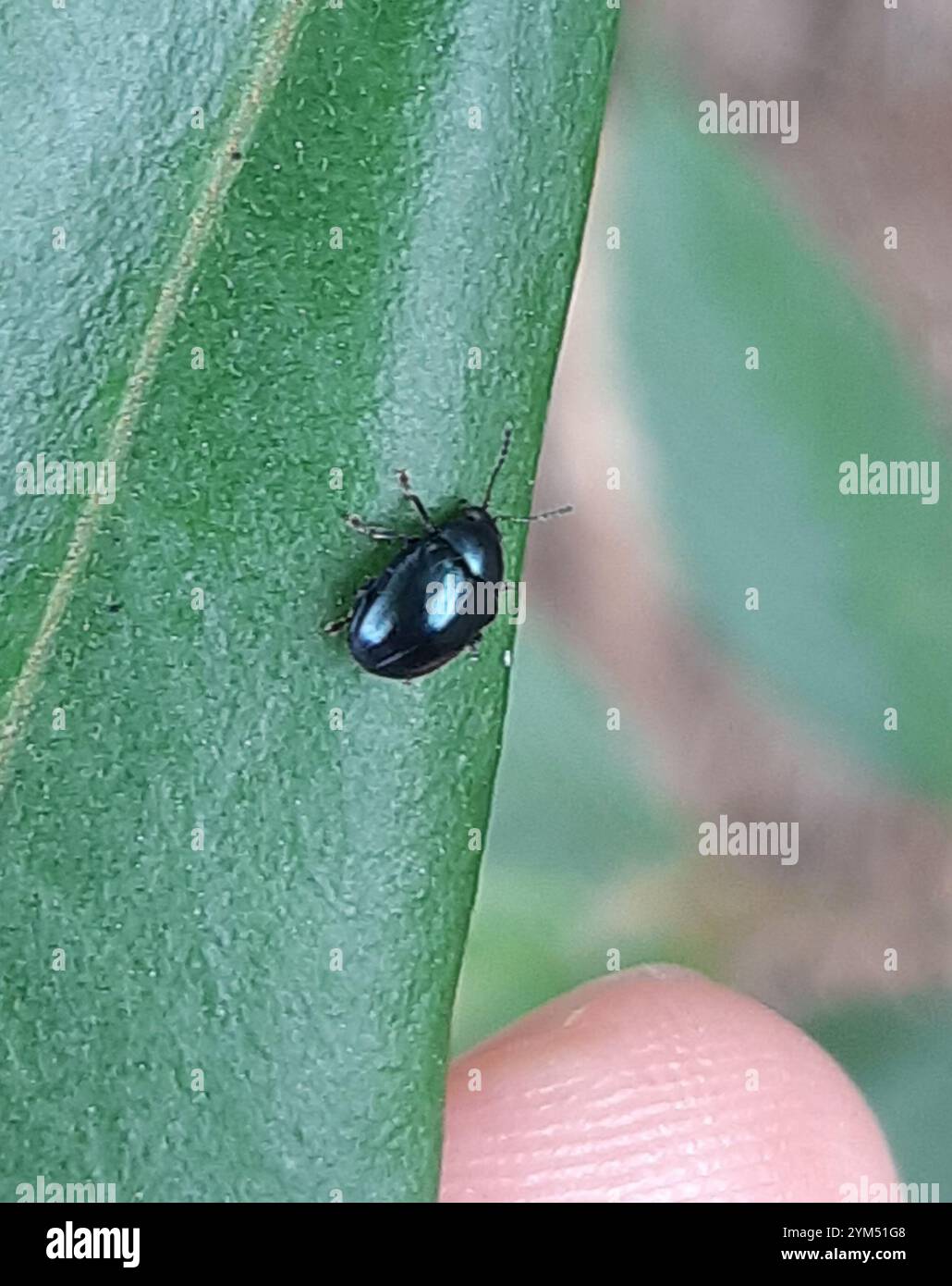 Leaf Beetles (Chrysomelidae Stock Photo - Alamy