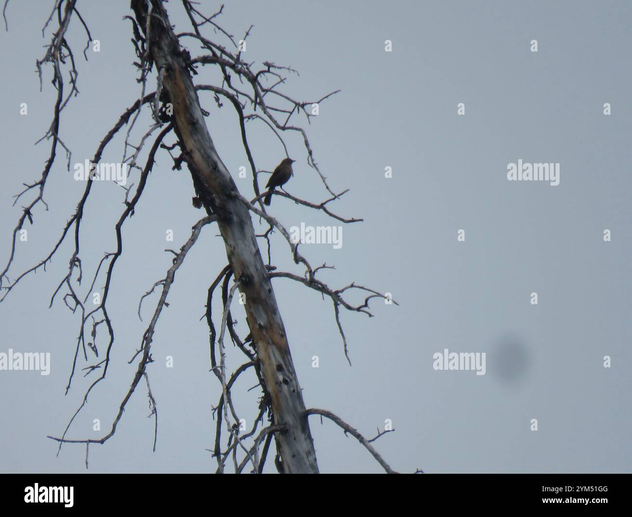 New World Blackbirds and Orioles (Icteridae Stock Photo - Alamy