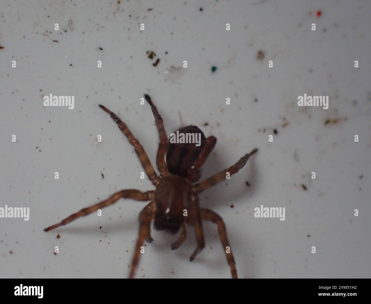 Callobius pictus hi-res stock photography and images - Alamy