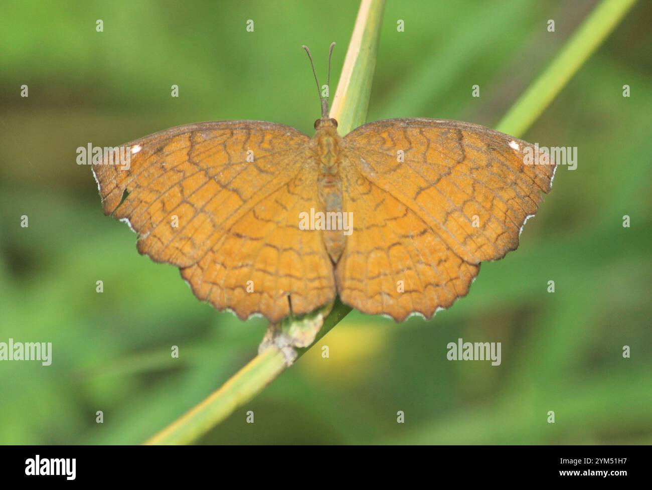 Angled Castor (Ariadne ariadne Stock Photo - Alamy